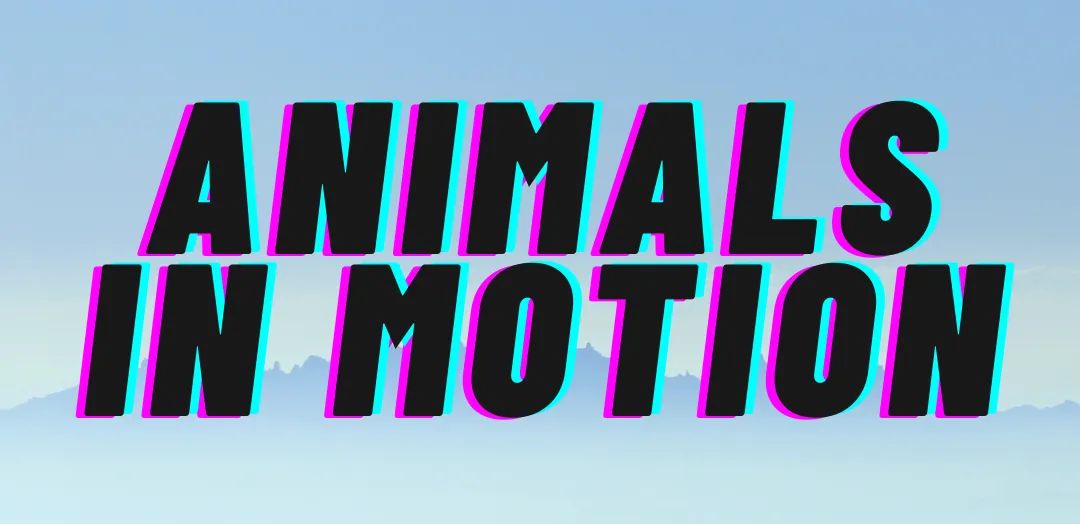 Animals In Motion